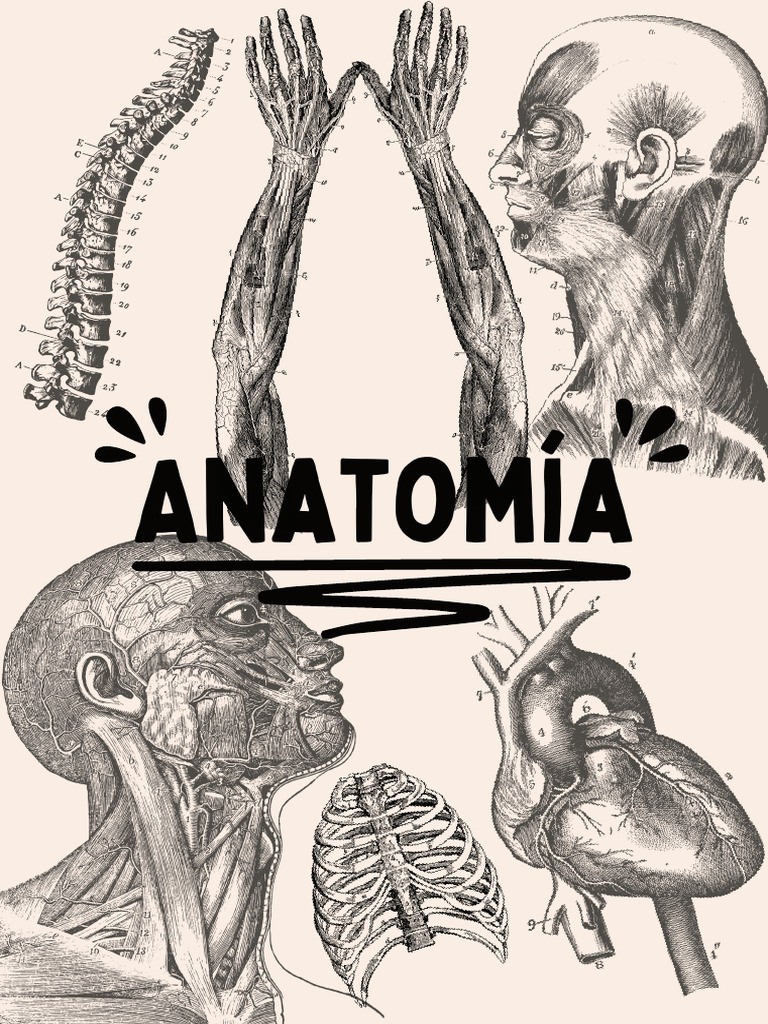 Presentación Medicina Anatomía Ilustrado Beige | PDF