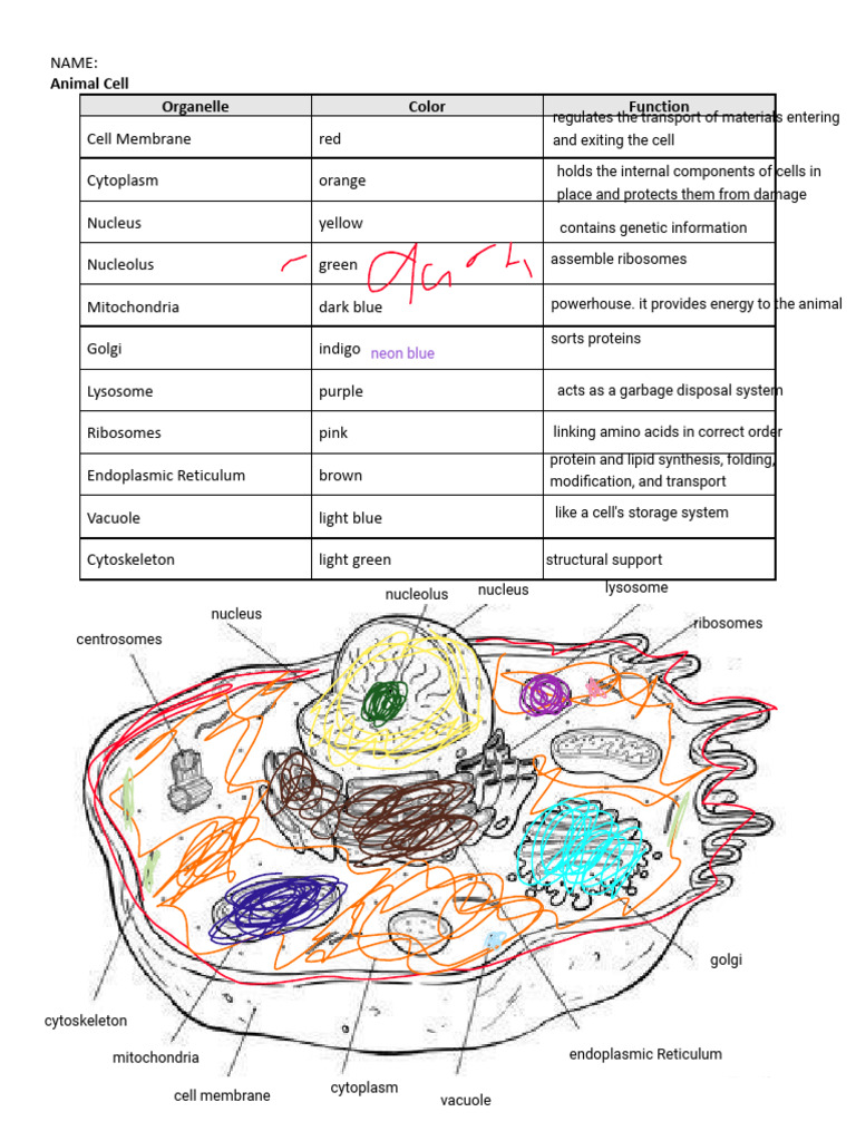Cytoplasm Color in Plant Cells | PDF | Cell (Biology) | Cytoplasm