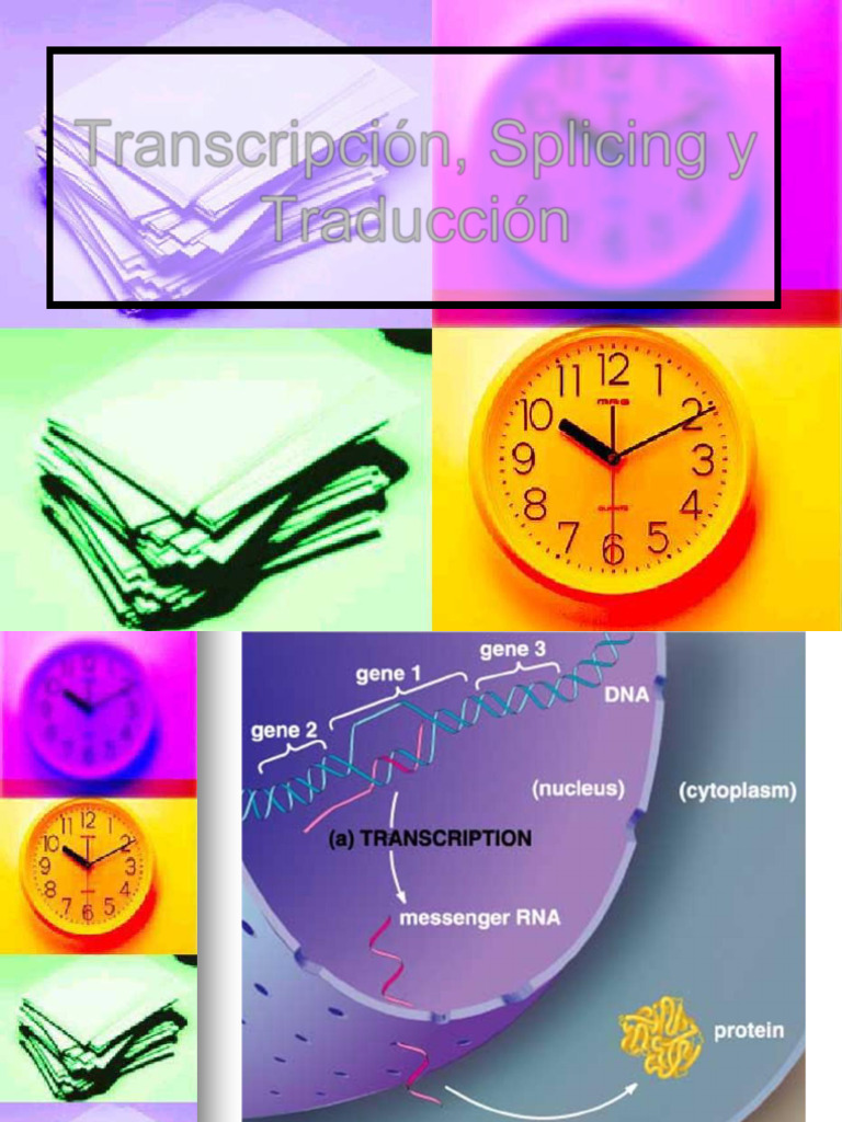 Transcripción y Traducción del ADN | PDF | Rna | Traducción (biología)