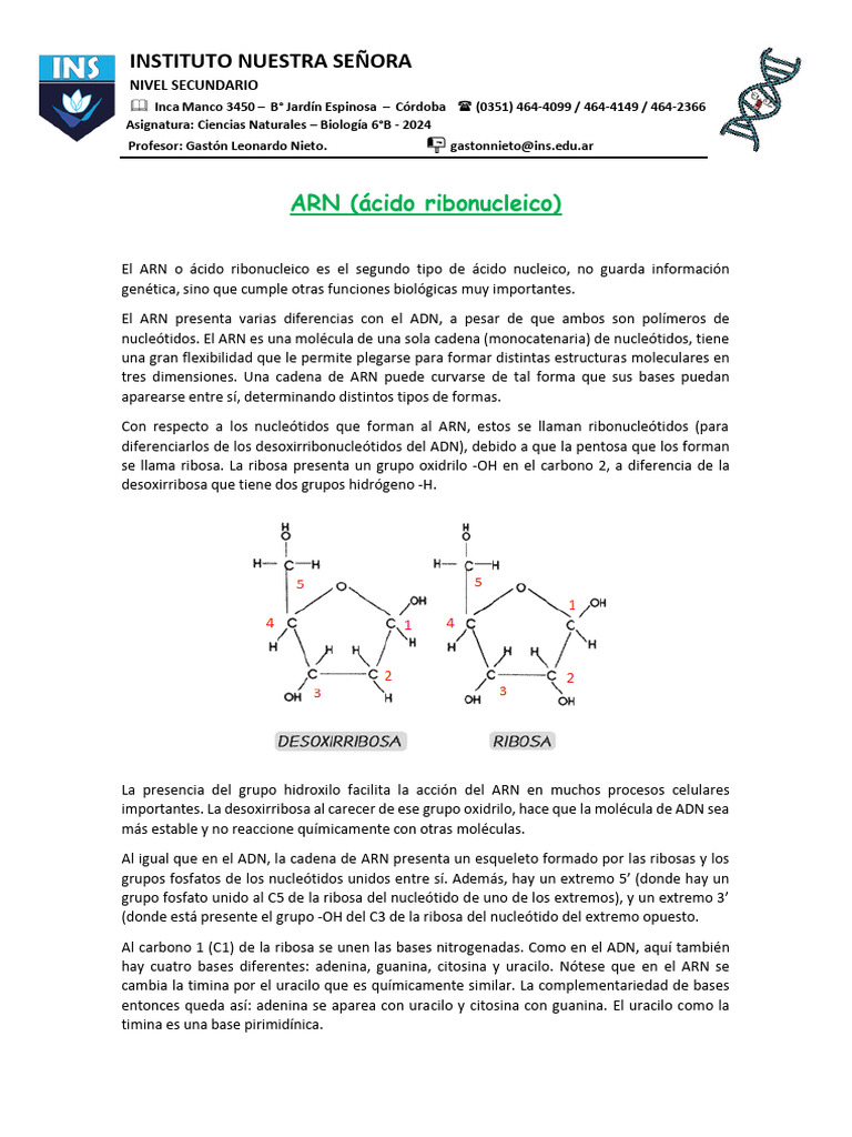 Apunte. Estructua y Tipos de ARN | PDF | Rna | Ribosoma