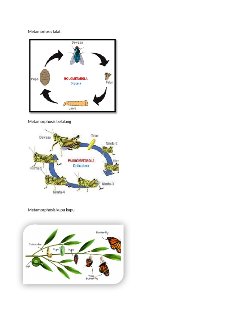 Gambar Metamorfosis Faqih | PDF