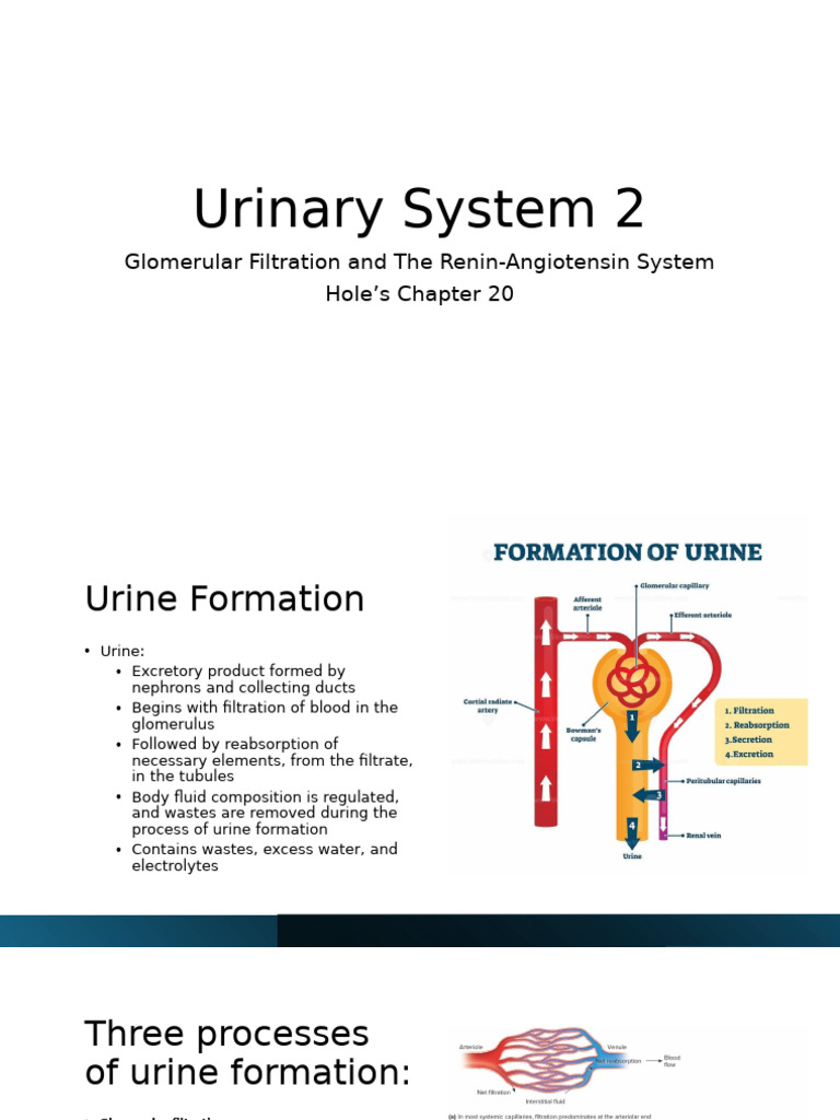 Urinary System 2 Glomerular Filtration and RAS | PDF | Angiotensin | Kidney