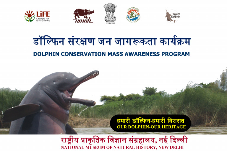 Dolphin Banner | PDF