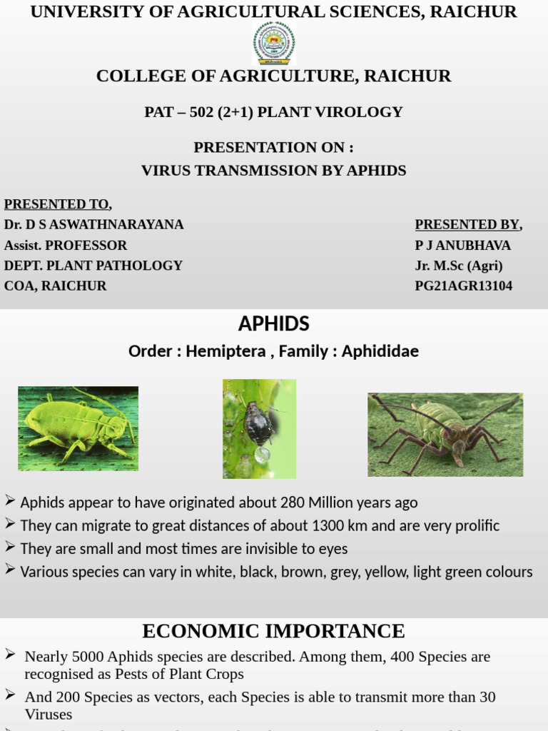 Transmission of Virus by Aphids | PDF | Plant Virus | Virus