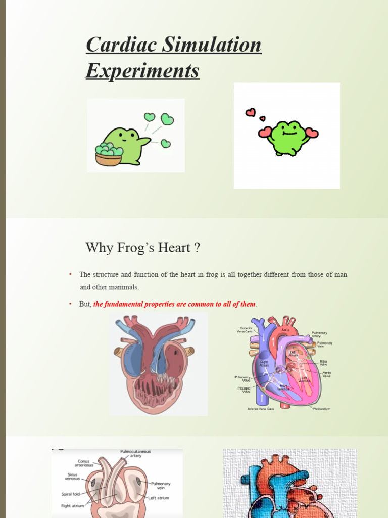 Cardiac Simulation Experiments | PDF | Heart | Atrium (Heart)