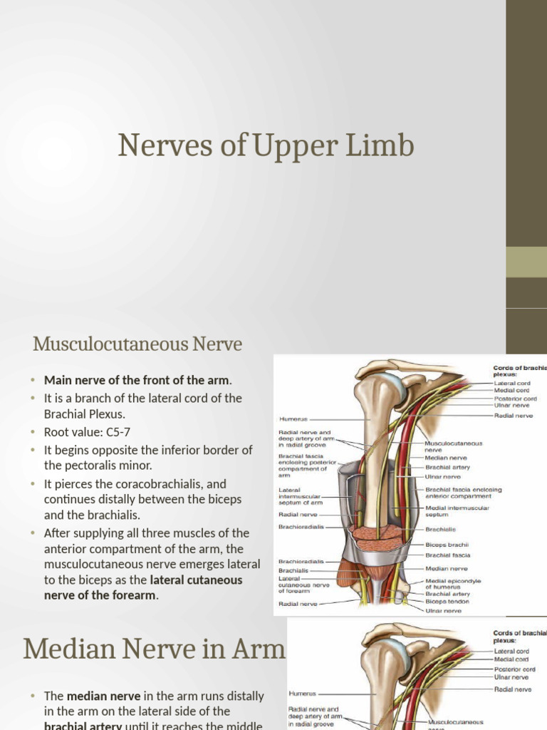 Brachial Plexus Nerve Anatomy Overview | PDF | Arm | Musculoskeletal System