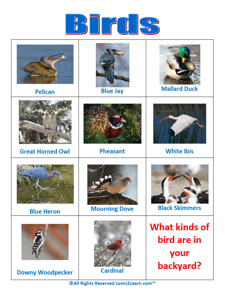 Bird Chart | PDF