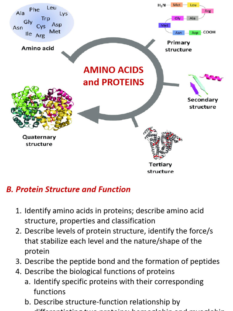 Applications of Amino Acids in Proteins | PDF | Proteins | Amino Acid