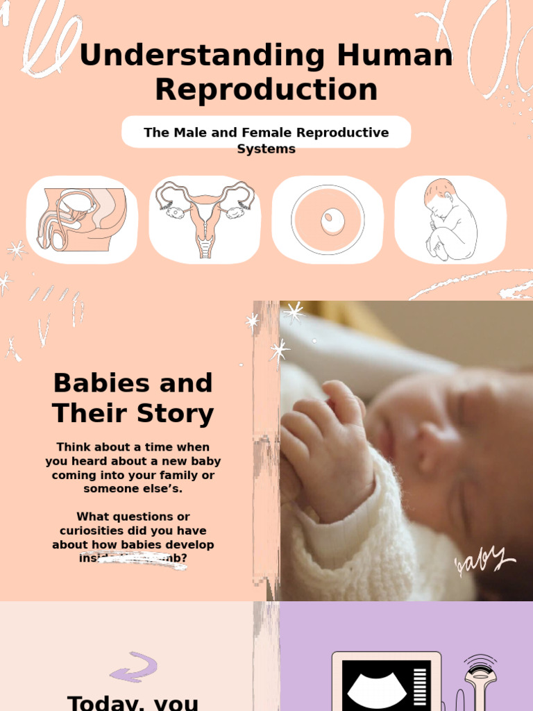 Grade 10 Reproductive System Overview | PDF | Menstrual Cycle ...