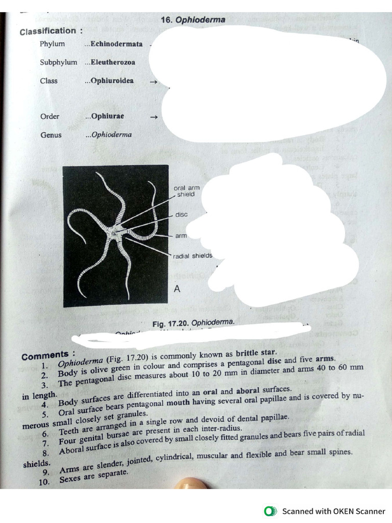Echinodermata 1 | PDF