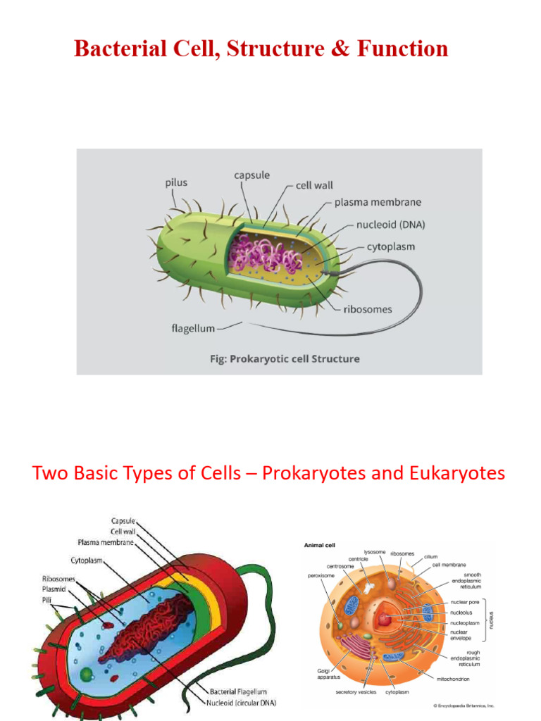 Bacterial Cell Structure and Functions | PDF | Cell (Biology) | Bacteria
