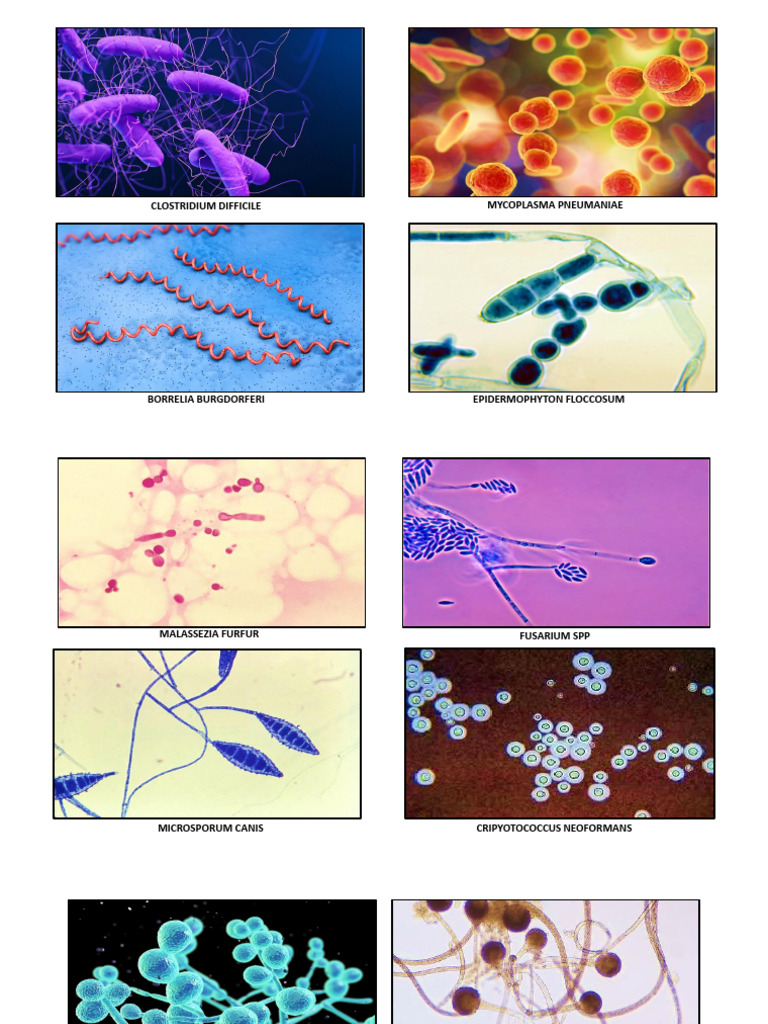 Hongos y Bacterias | PDF