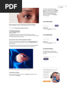 Laramy K OpticianWorks Ultimate ABO Study Guide v6.23 | PDF | Myopia ...