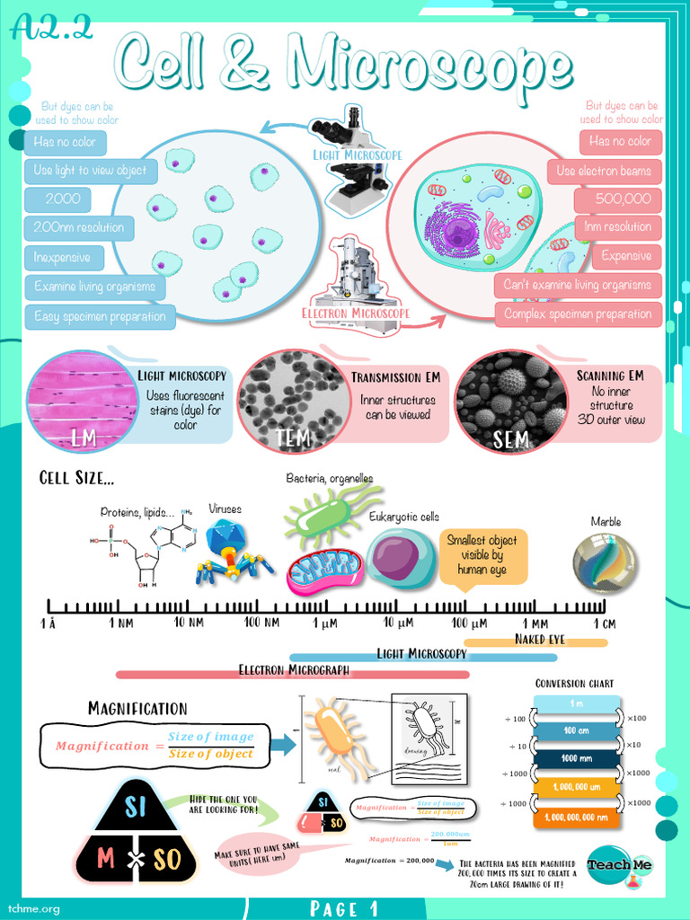 A2.2 Cell Structure Summary Notes | PDF | Cell (Biology) | Endoplasmic ...