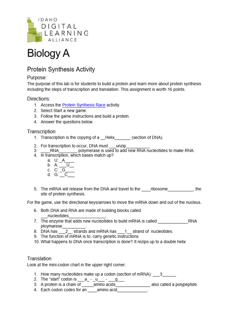 Protein Synthesis Activity | PDF