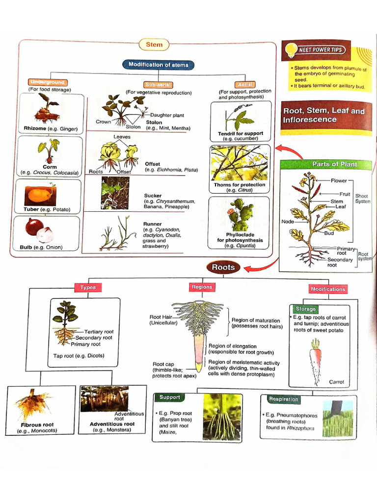 One Short Plant Morphology | PDF