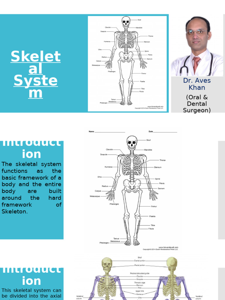 Overview of the Human Skeletal System | PDF | Human Nose | Skull