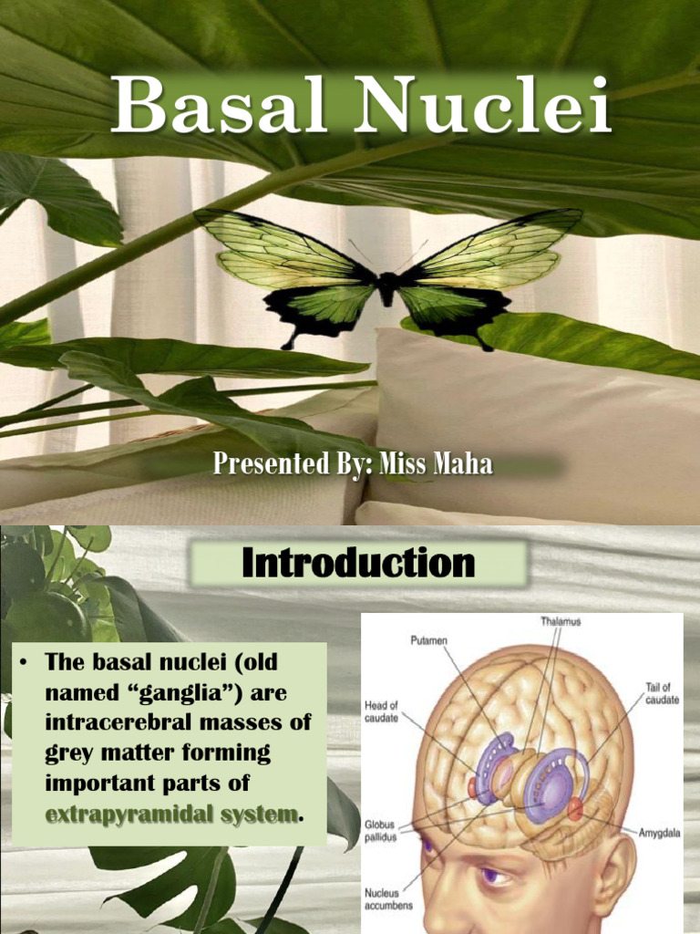 Overview of Basal Nuclei Functions | PDF | Basal Ganglia | Striatum