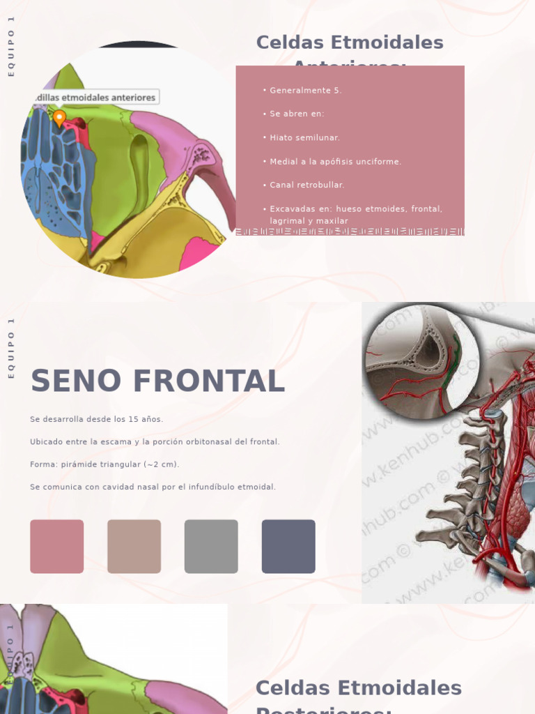 Anatomía de Celdas Etmoidales y Senos | PDF