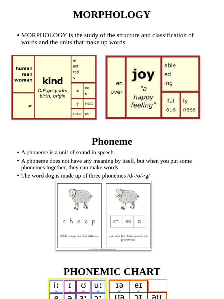 MORPHOLOGY - Class 01 | PDF