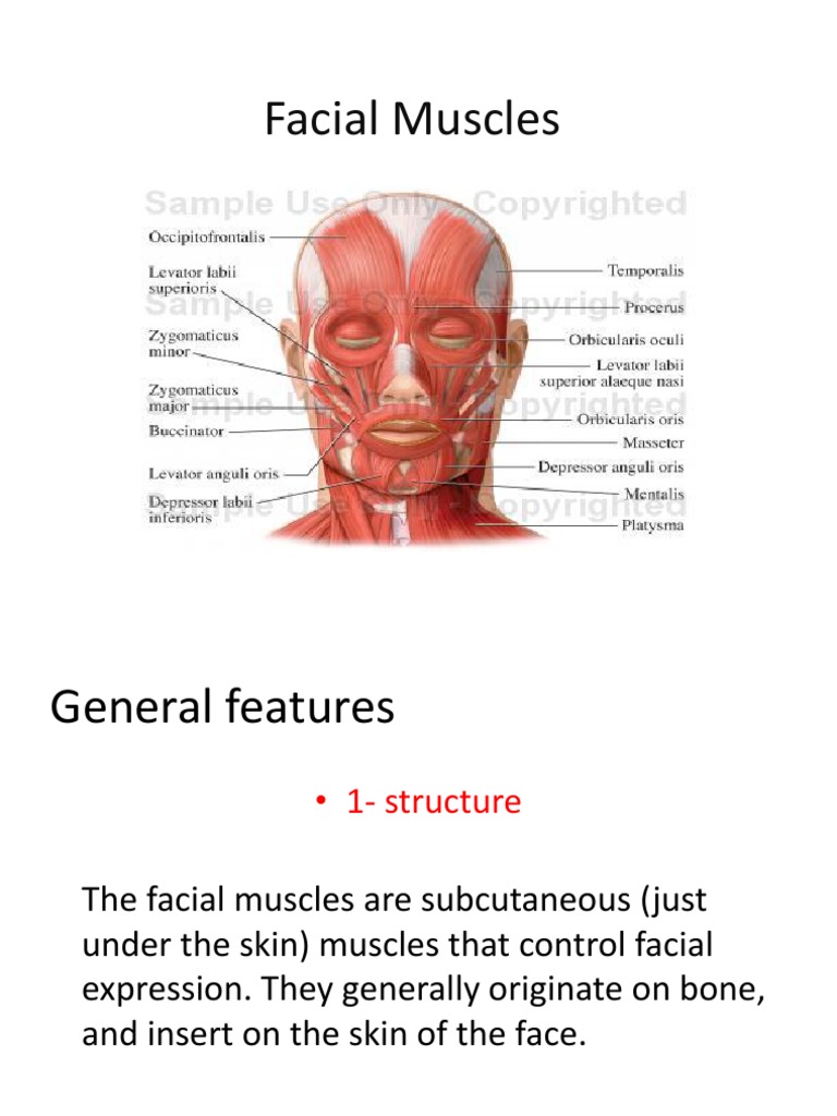 Facial Muscles | PDF | Primate Anatomy | Nervous System