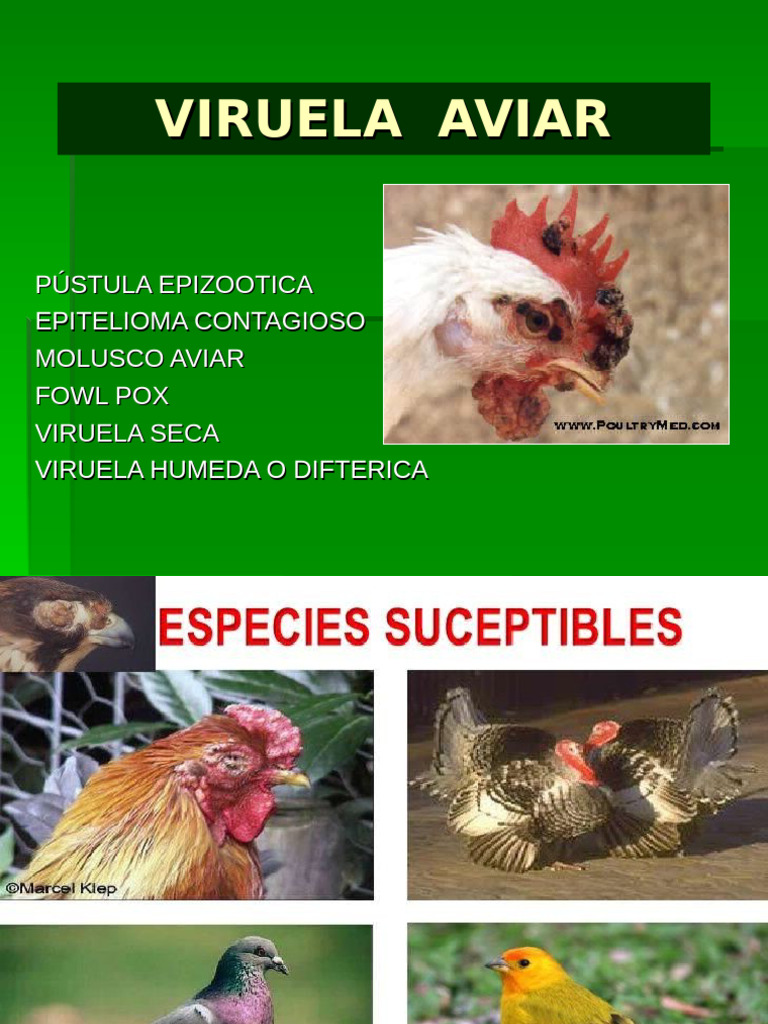 Tratamiento de Viruela Aviar en Aves | PDF | Virus | Viruela