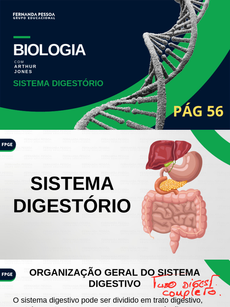 Estrutura e Função do Sistema Digestivo | PDF | Sistema digestivo ...