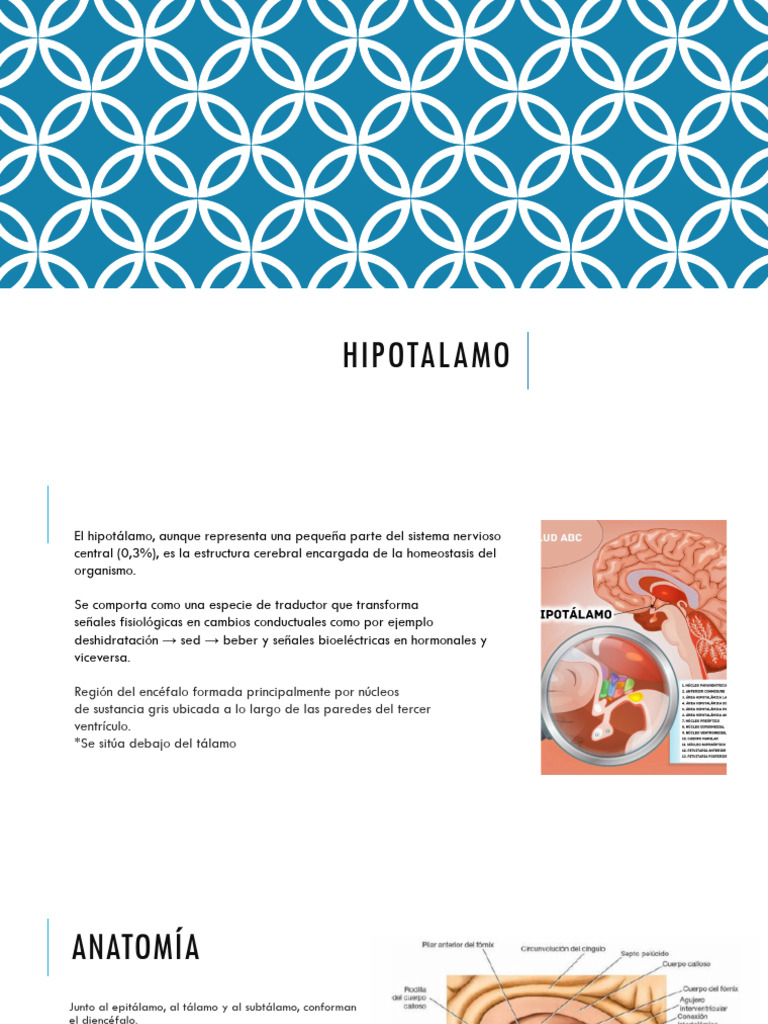 Funciones y Anatomía del Hipotálamo | PDF | Hipotálamo | Glándula ...