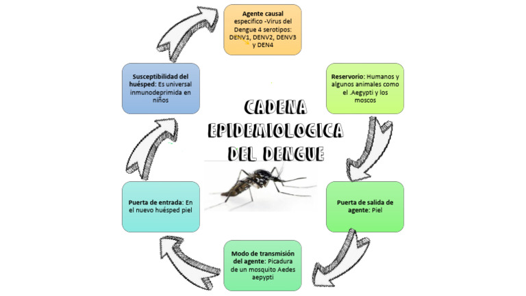Cadena Epidemiologica de Dengue | PDF