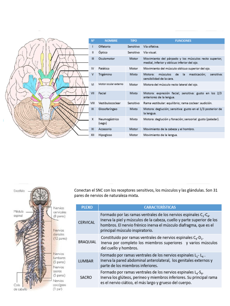 Nervios Craneales y Espinales: Funciones | PDF | Nervio | Nervio vago
