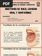 Atlas de Anatomía de la Cavidad Bucal | PDF | Boca | Anatomía
