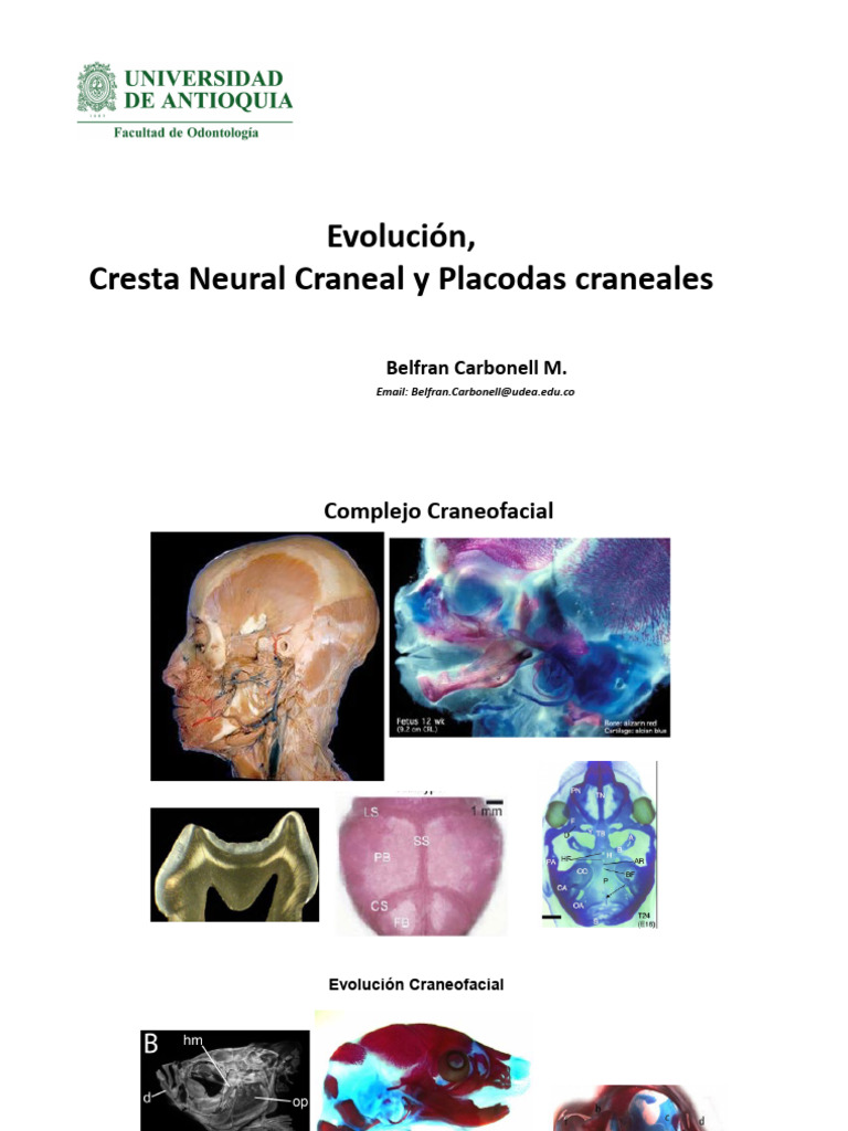 Clase 1 Evolución y Cresta Neural | PDF | Procesos biologicos | Tejido ...