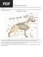Esquema Basico de La Anatomia de Un Perro | PDF | Vértebra | Esqueleto