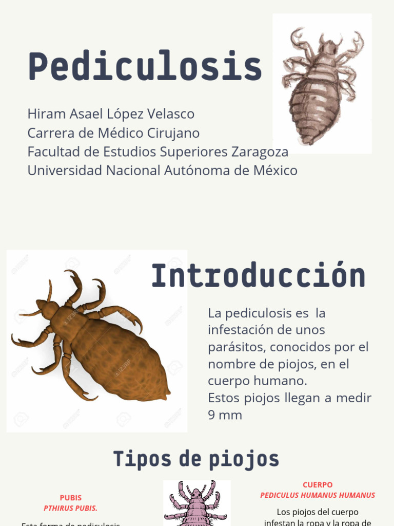 Pediculosis Presentacion | PDF