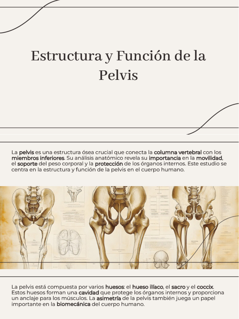 Estructura y Función de la Pelvis | PDF