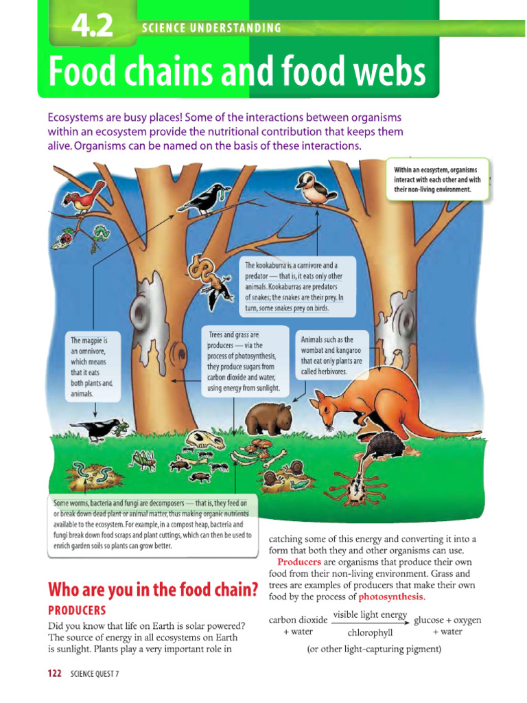 Food Chain | PDF