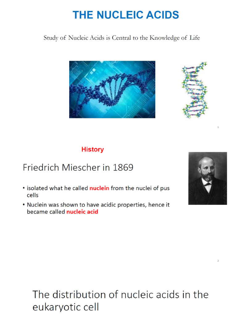 Nucleic Acids: DNA, RNA, and Functions | PDF | Rna | Ribosome