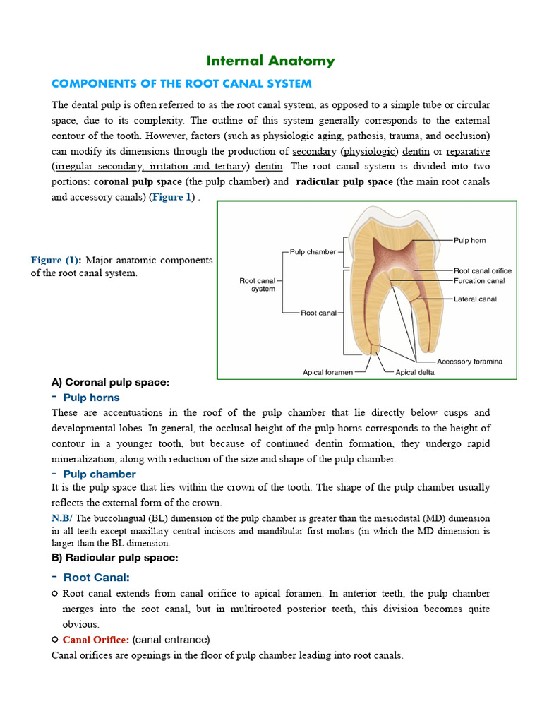 Root Canal System Anatomy Explained | PDF | Dental Anatomy | Dentistry