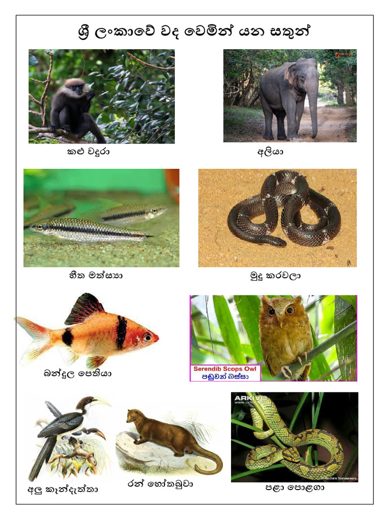 Wada We Yana Shaka Saththu | PDF