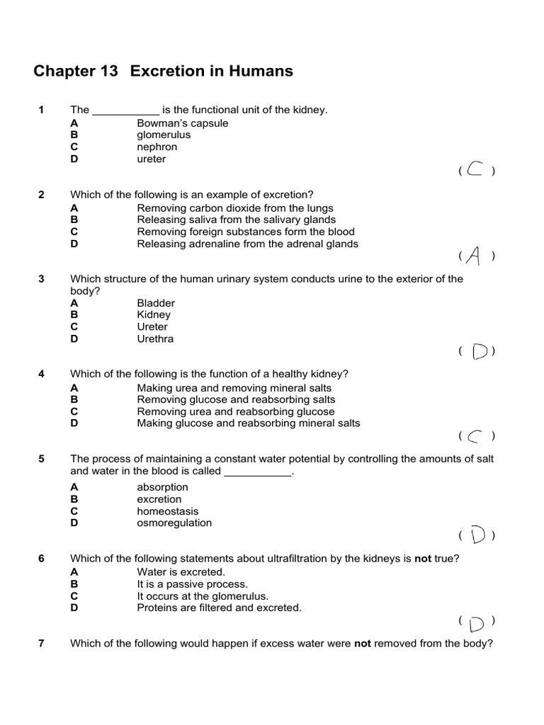 WKSHT Chapter 13excretion in Humans | PDF | Kidney | Organ (Anatomy)