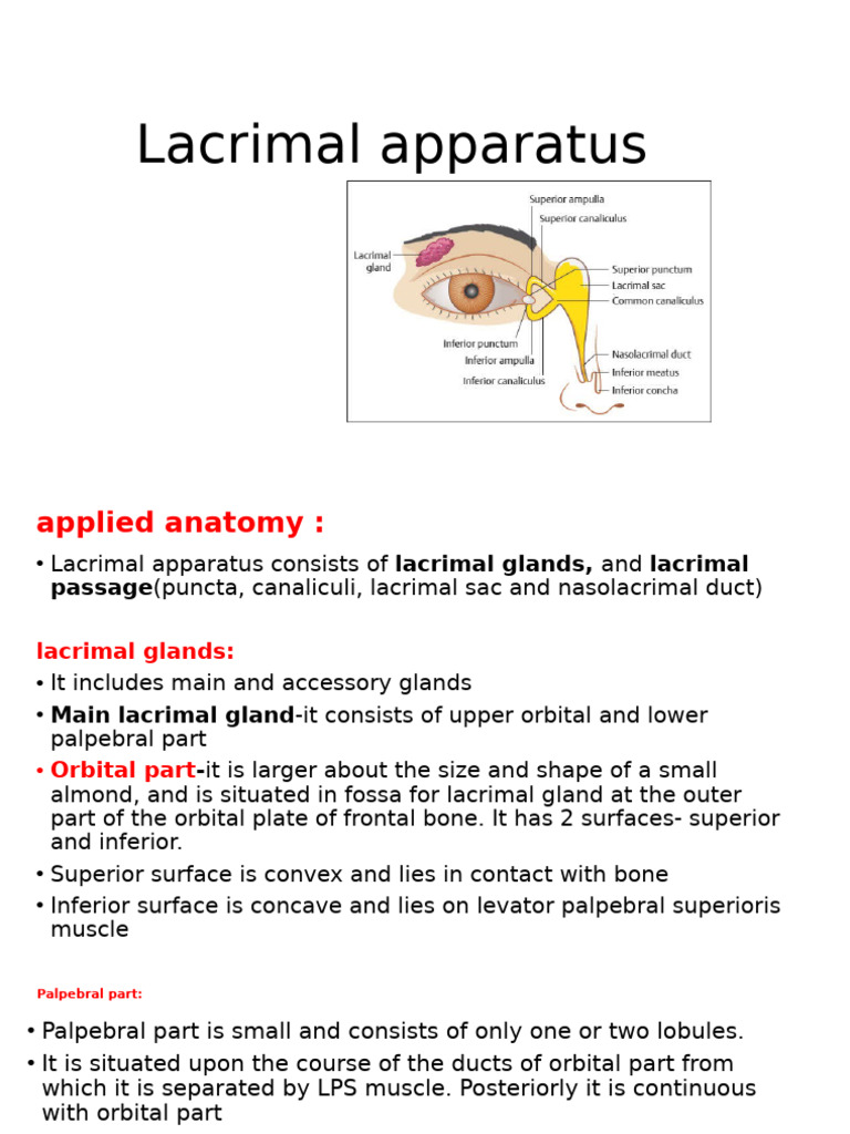 Anatomy and Function of the Lacrimal Apparatus | PDF | Human Anatomy ...