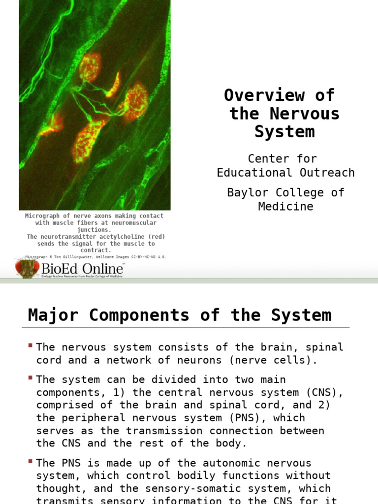 Nervous System Overview | PDF | Central Nervous System | Nervous System