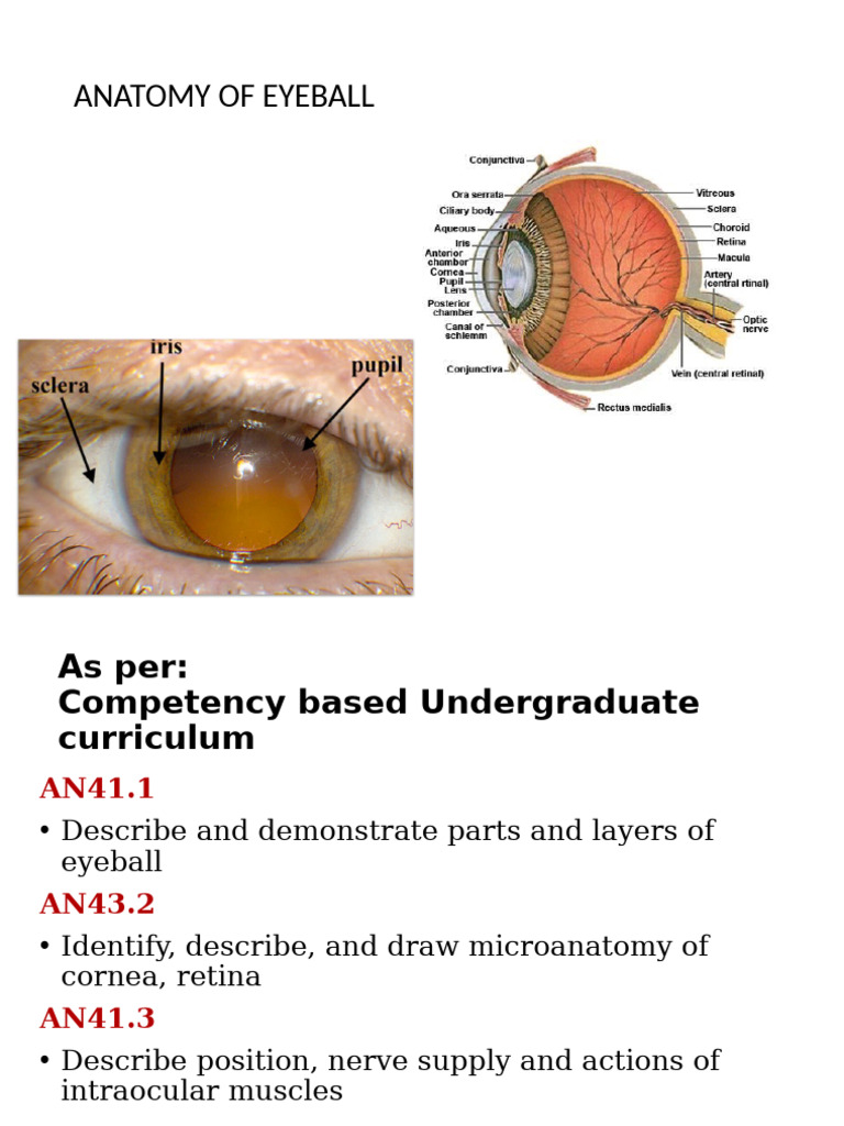 Anatomy of Eyeball PCSGMCH | PDF | Cornea | Retina