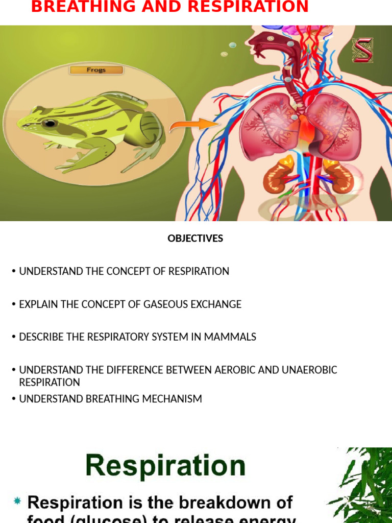 Breathing Mechanism for Class 7 | PDF | Respiratory System | Breathing