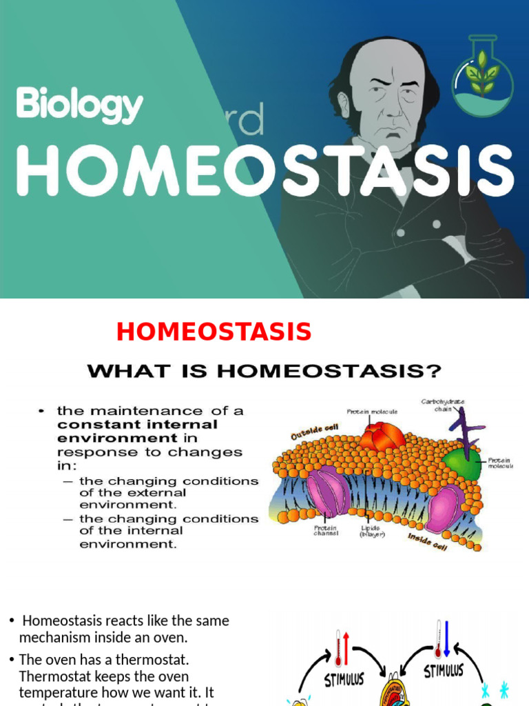 Understanding Homeostasis in Humans | PDF | Kidney | Physiology