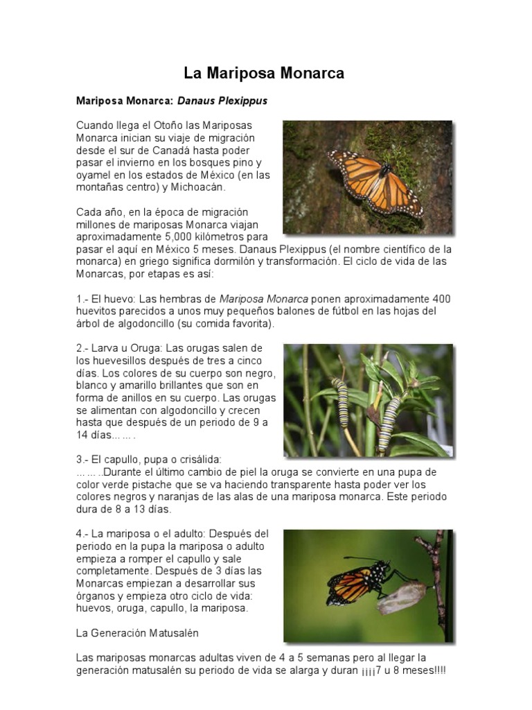 La Mariposa Monarca | PDF | Ciencia y matemáticas