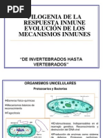 Polarización de Macrófagos M1 y M2 | PDF | Macrófago | Citocina