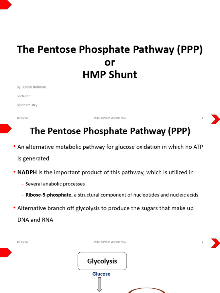 Pentose Phosphate Pathway Overview | PDF | Nicotinamide Adenine ...