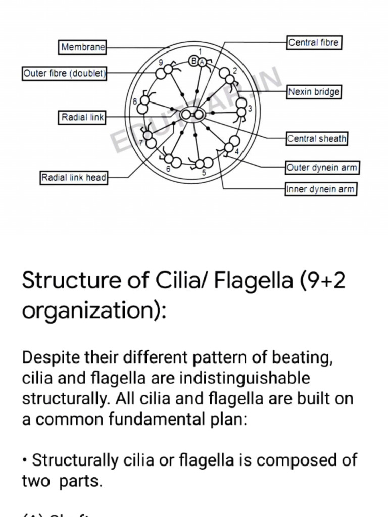Structure of Cilia and Flagella | PDF | Cytoplasm | Histology
