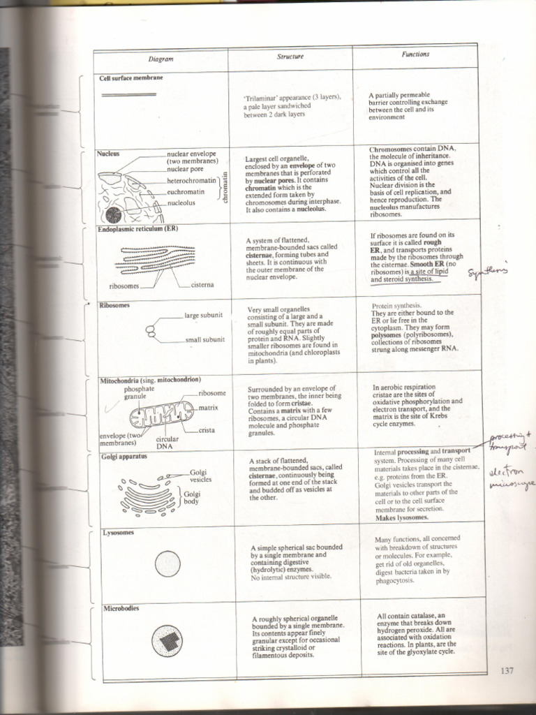 Cells Organelles | PDF